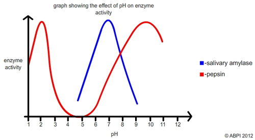Enzyme Activity and pH | Teaching Resources