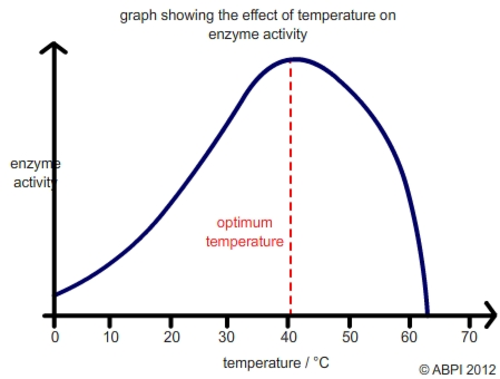 Enzyme activity and temperature | Teaching Resources