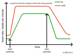 Heart Rate and Exercise | Teaching Resources