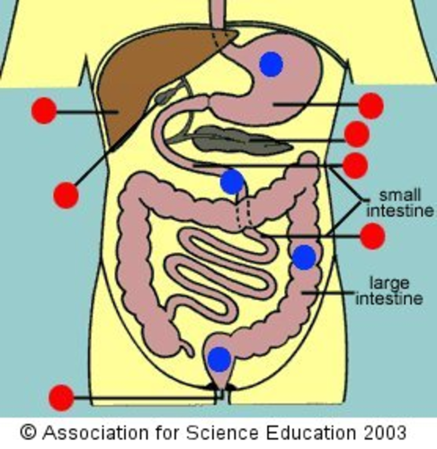 Intestines | Teaching Resources