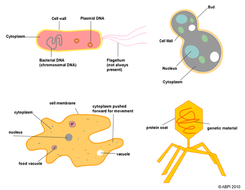 Microbes - Diagram | Teaching Resources