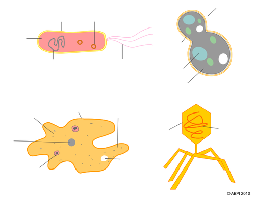 Microbes - Diagram | Teaching Resources