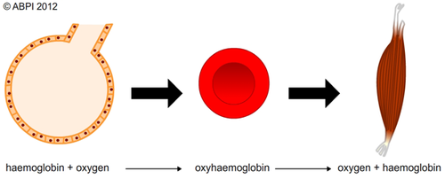 Oxyhaemoglobin | Teaching Resources