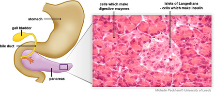Pancreas Diagram | Teaching Resources