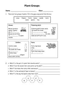 Classifying Plants - KS3 by Phillthy - UK Teaching Resources - TES