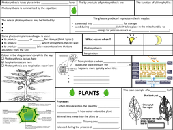 Plants revision - AQA GCSE | Teaching Resources