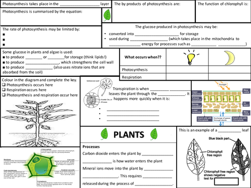 Plants revision - AQA GCSE | Teaching Resources