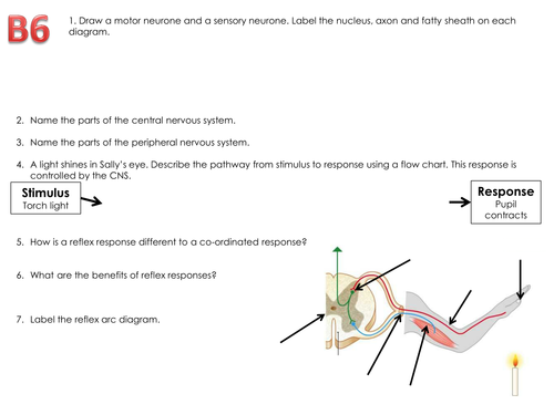 OCR C21st science B6 revision tasks - Brain & Mind | Teaching Resources