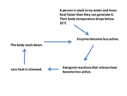 Positive and negative feedback loops/Homeostasis | Teaching Resources