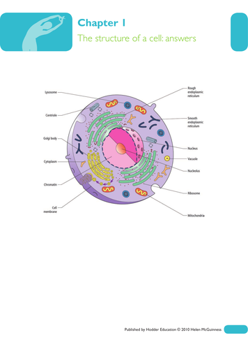 The structure of a cell sample lesson | Teaching Resources