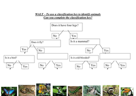 Rainforest Classification Keys by emilyf1990 - Teaching Resources - Tes