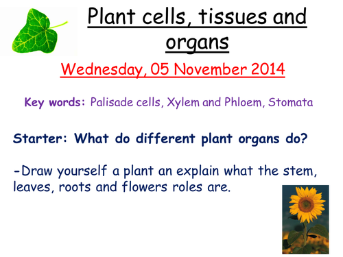 Plant cell, tissues and organs | Teaching Resources