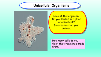Unicellular organisms | Teaching Resources