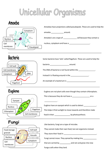 Unicellular organisms | Teaching Resources