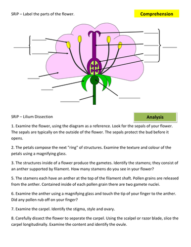 Sexual Reproduction in Plants | Teaching Resources