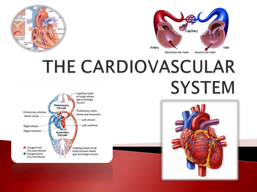 The Cardiovascular System Part One | Teaching Resources