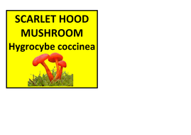 Wow Board Classification Display | Teaching Resources