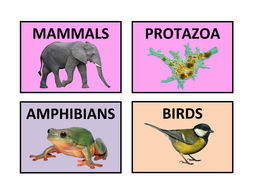 Wow Board Classification Display | Teaching Resources