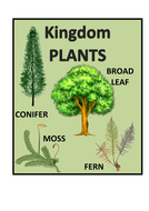 Wow Board Classification Display | Teaching Resources