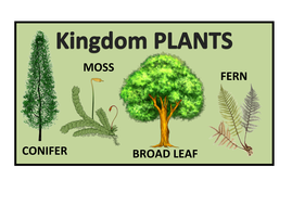 Wow Board Classification Display | Teaching Resources