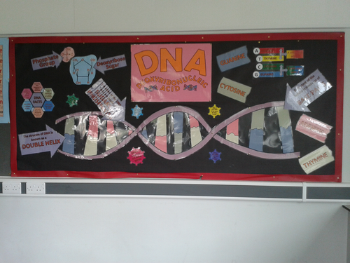 Wow Board DNA Display | Teaching Resources