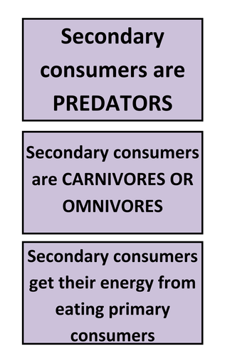 Wow Board Food Chain Display | Teaching Resources