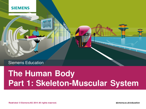 The Human Body Activity | Teaching Resources