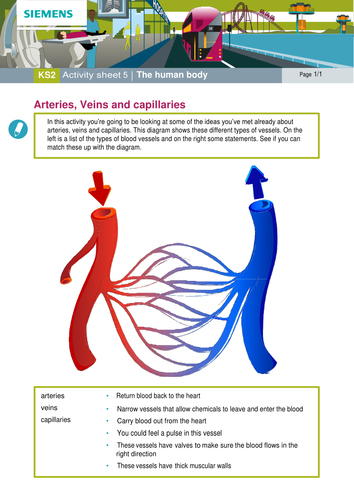 The Human Body Activity | Teaching Resources