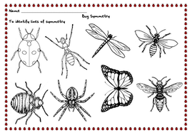 Bug symmetry | Teaching Resources