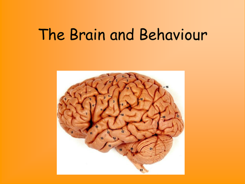 'Grey Matter' about the Brain | Teaching Resources