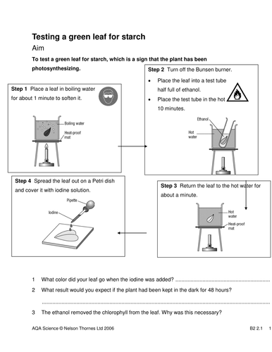 Starch test | Teaching Resources