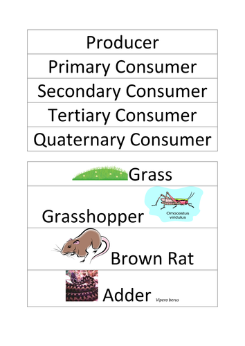 Food Chain Card Sort Activity | Teaching Resources