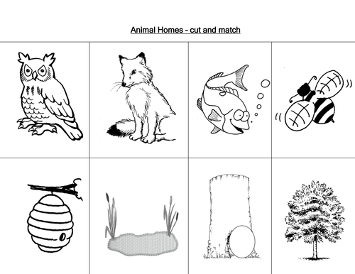 Animal handouts | Teaching Resources