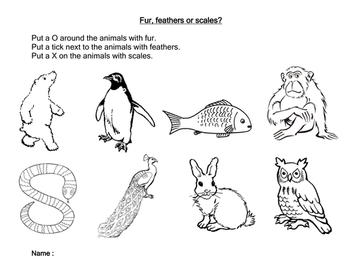 Animal handouts | Teaching Resources
