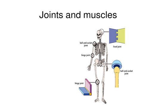 Joints and muscles | Teaching Resources