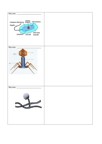 Microbes | Teaching Resources