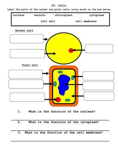 Interactive cells quiz | Teaching Resources