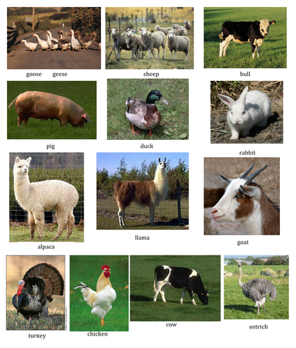 Farm Animals | Teaching Resources