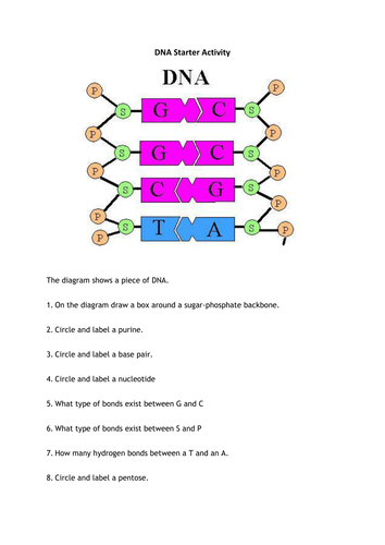 DNA Starting Activity | Teaching Resources