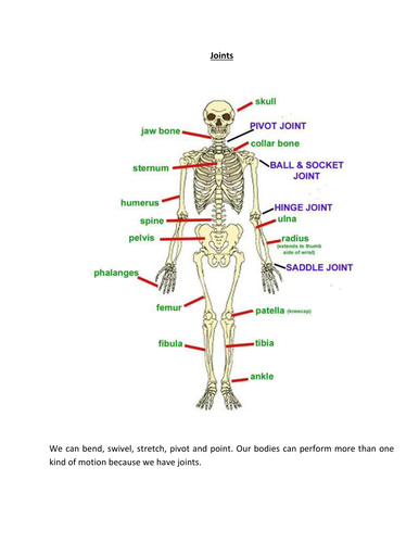 Human Anatomy Information Sheets | Teaching Resources