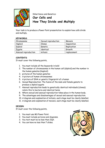 cell division ppt worksheet | Teaching Resources