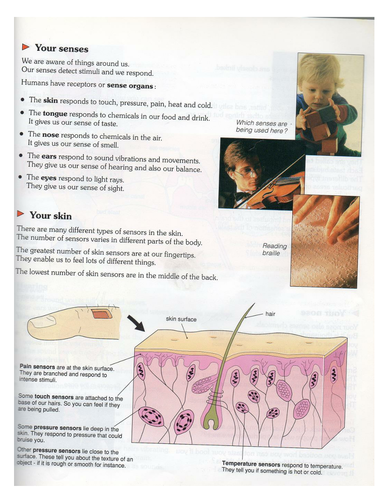 Nervous System | Teaching Resources