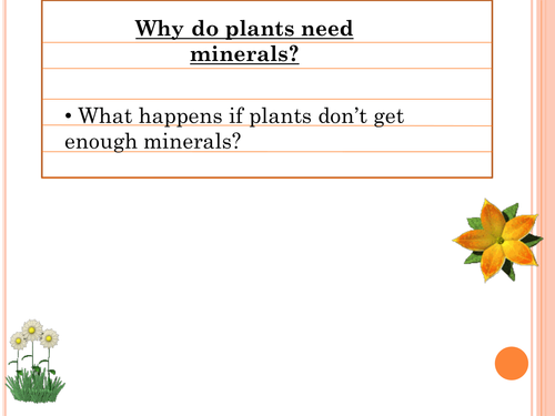 Photosynthesis and Plant Minerals | Teaching Resources