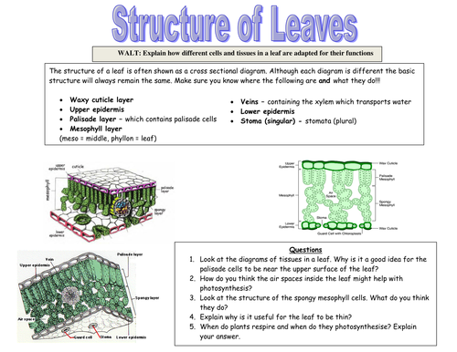 Leaf Structure PowerPoint and handout | Teaching Resources