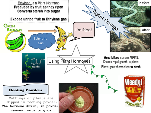 Plant Hormones | Teaching Resources