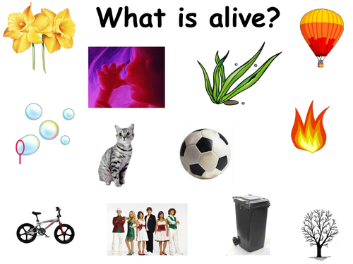 Alive or not? MRS GREN | Teaching Resources