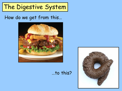 Powerpoint Of The Digestive System Teaching Resources