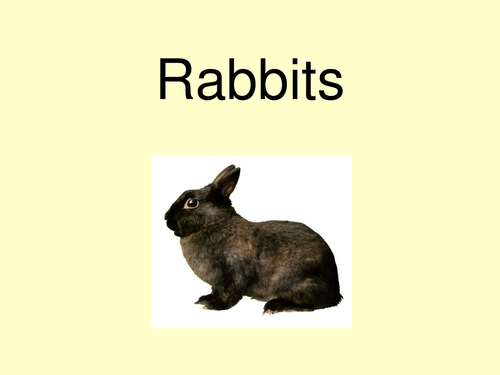 Rabbits PowerPoint Book | Teaching Resources