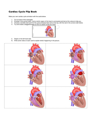 Cardiac Cycle | Teaching Resources