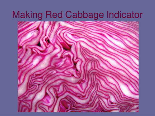 Red Cabbage Indicator PowerPoint | Teaching Resources